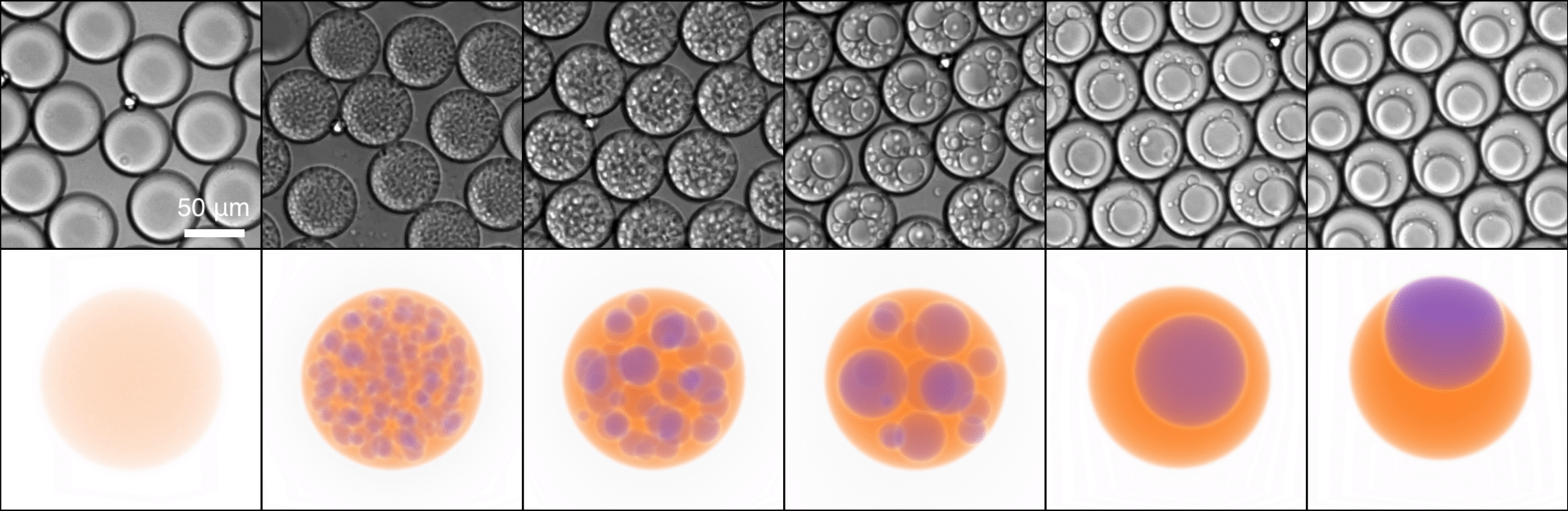 Fluid Dynamics Alters Liquidliquid Phase Separation In Confined Aqueous Two Phase Systems